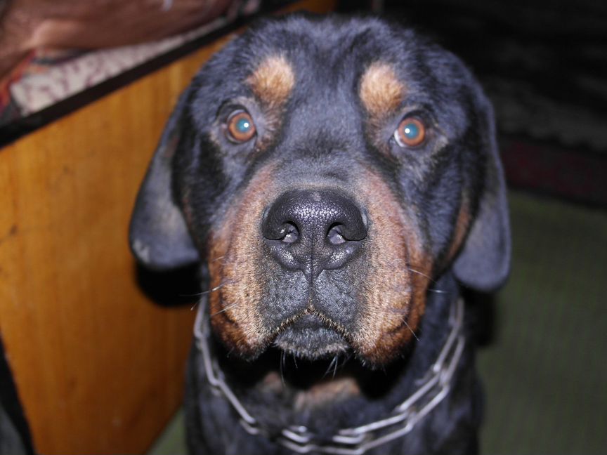 Отдам ротвейлера в добрые руки