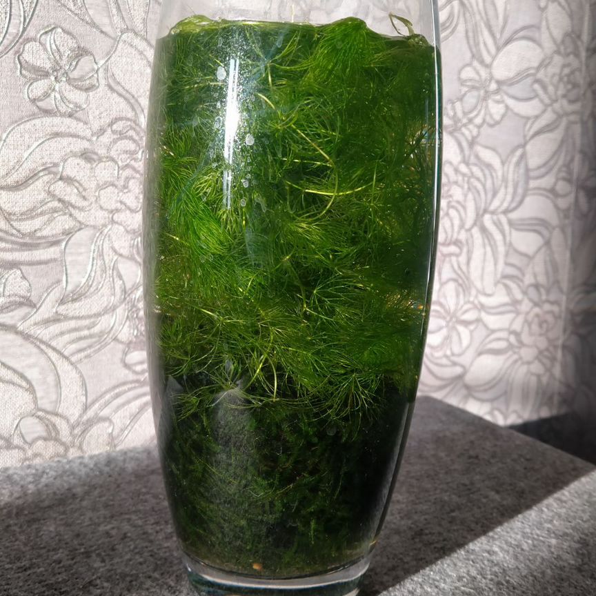 Водоросли для аквариума