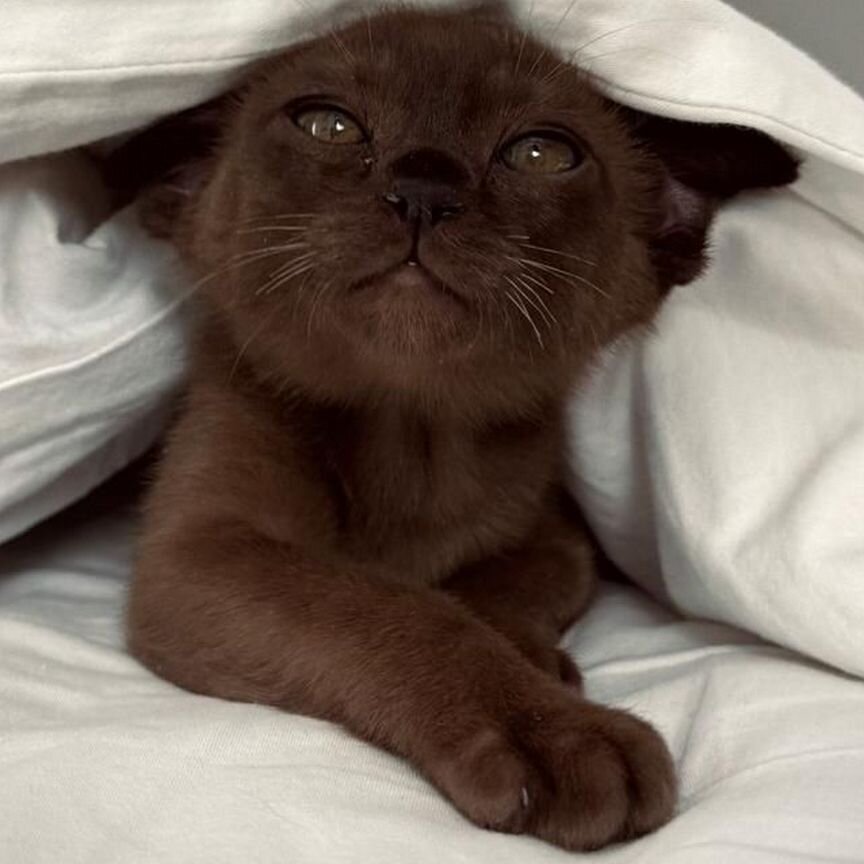 Бурманские котята