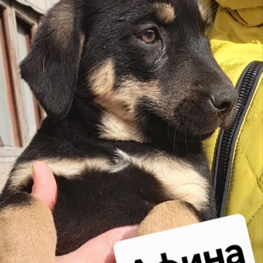 Смелая Афина для защиты дома