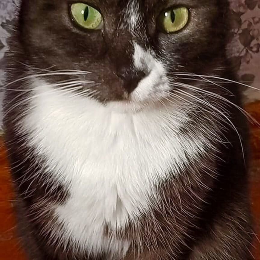 Котик ищет дом