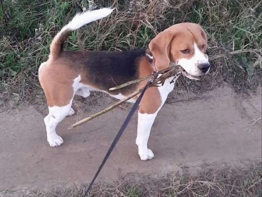 Бигль вязка