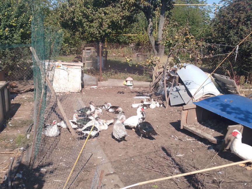 Утята, петушки