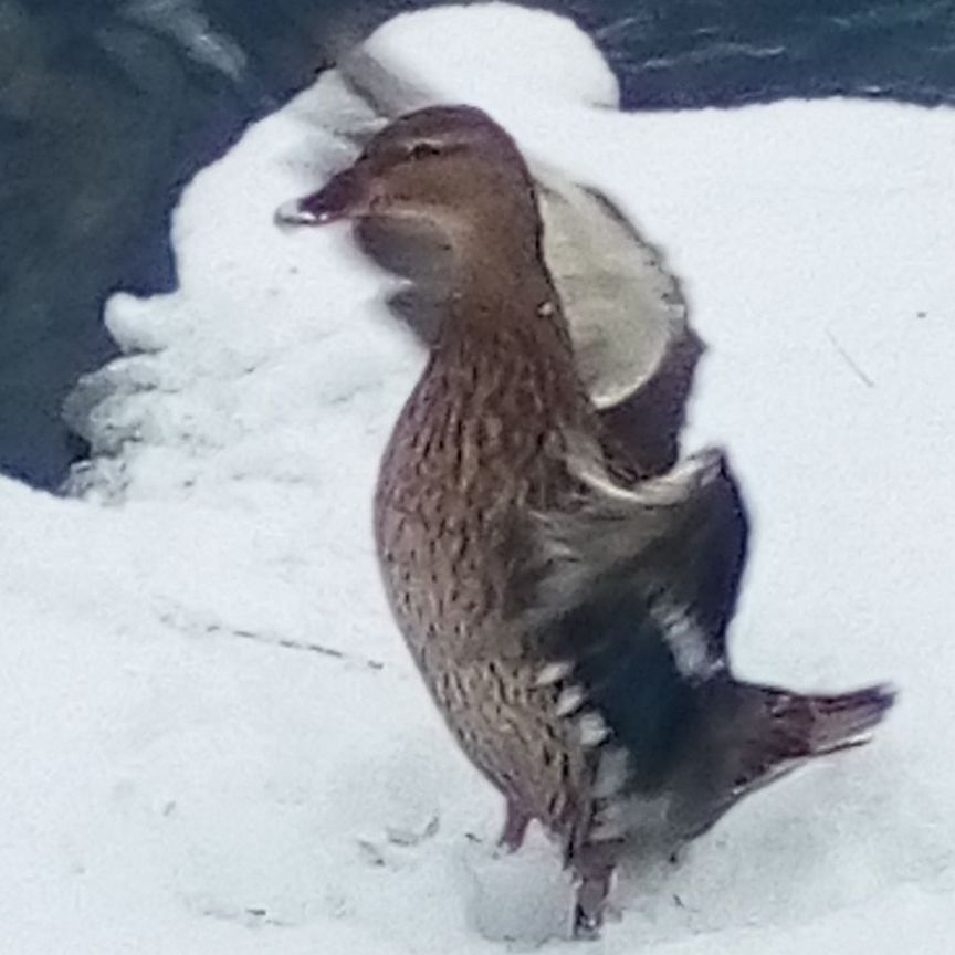 Подсадные утки для охоты Южноуральск