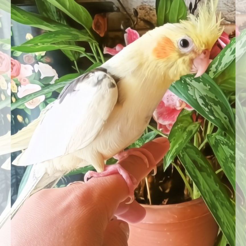 Попугай корелла