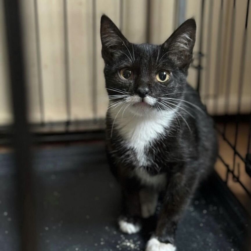 Котенок в поисках семьи