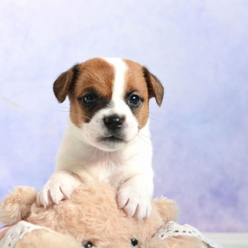 Джек рассел терьер девочка