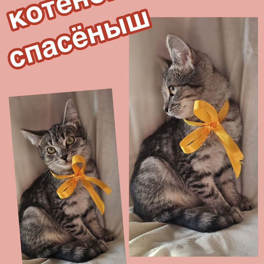 Котенок компаньон