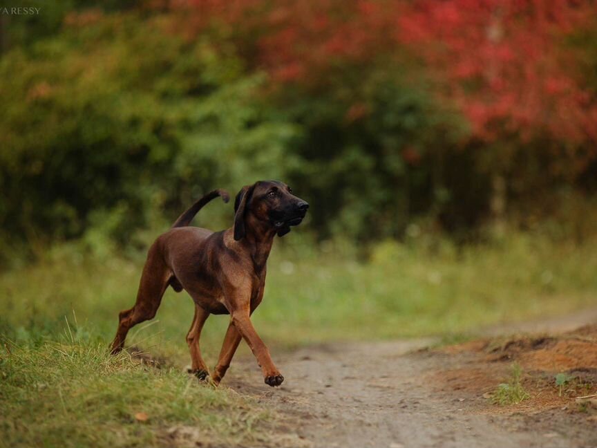 Баварская горная гончая