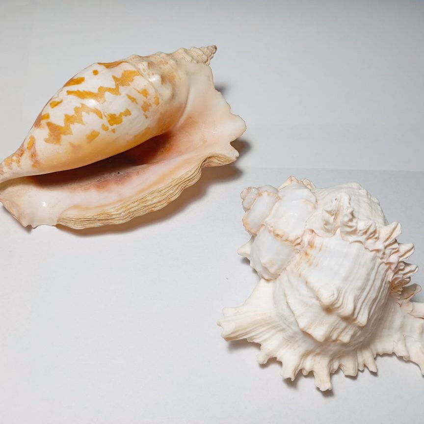 Ракушки стромбида и мурекс