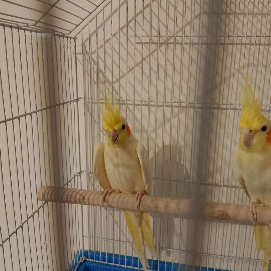 Попугай корелла с клеткой