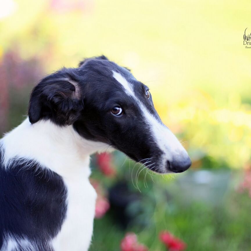 Мальчик Русской борзой