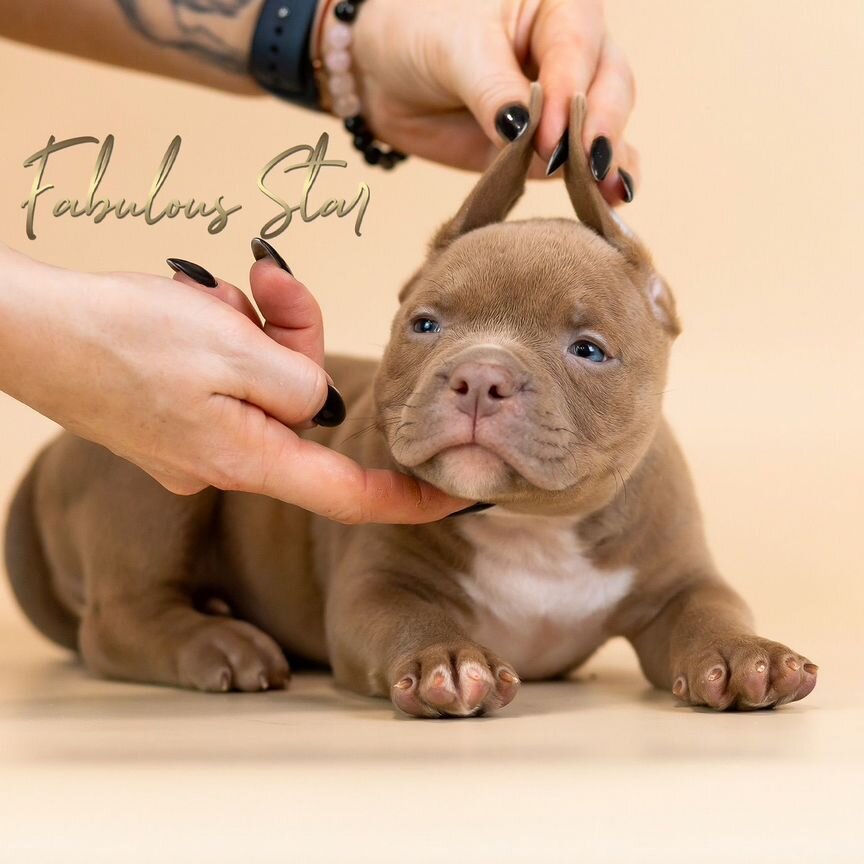 Американский булли