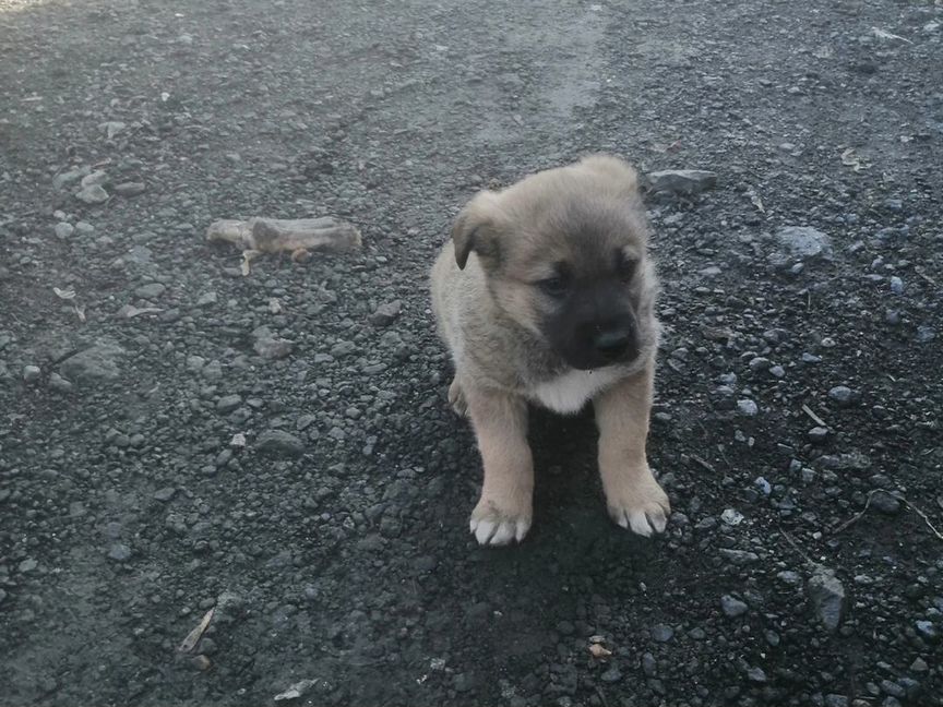 Продам щенка овчарки