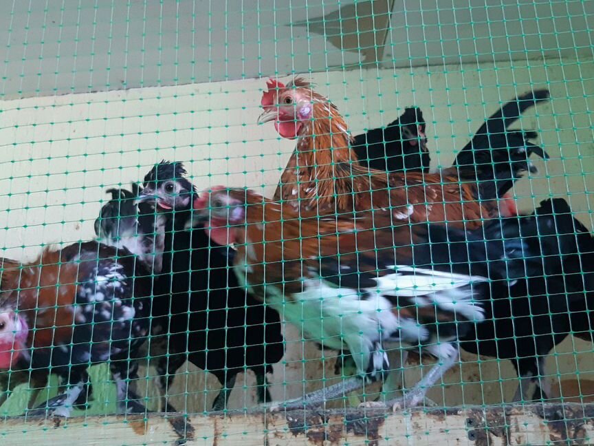 Куры породы бентамка