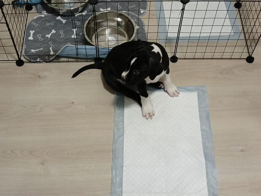 Манеж, загончик для собак. 24 шт