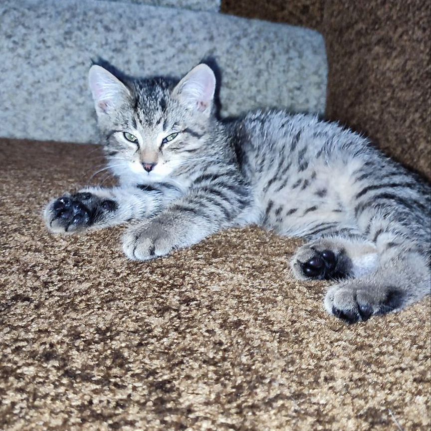 Котенок мальчик