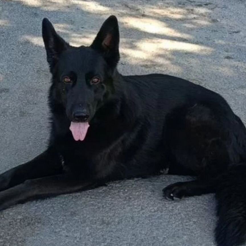 Щенки немецкой овчарки