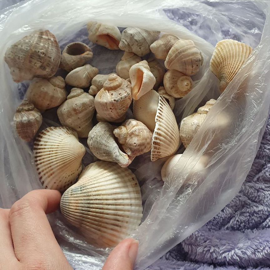 Пакет ракушек разных размеров