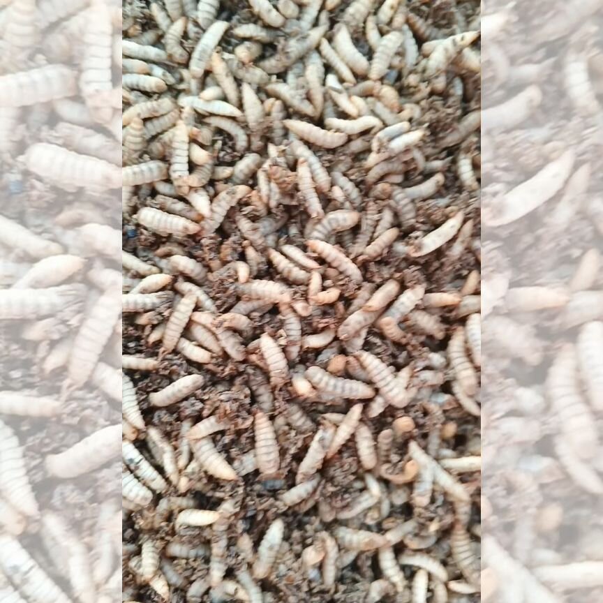 Живая личинка мухи, Черная львинка