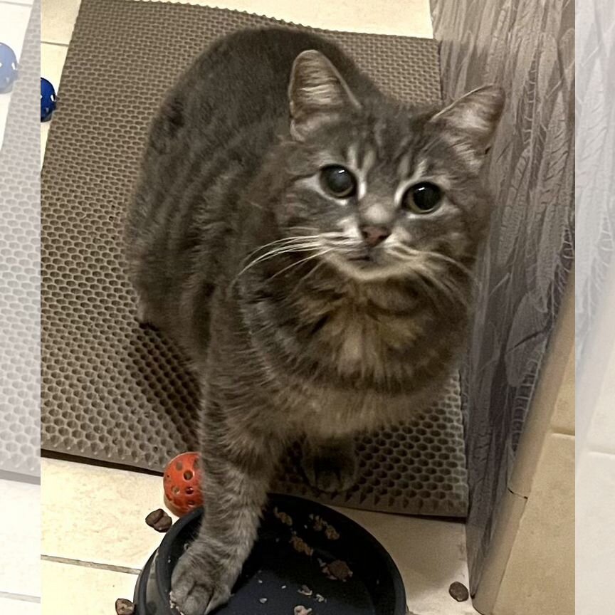 Европейская короткошёрстная, взрослая кошка