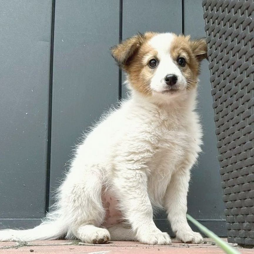 Щенок в добрые руки