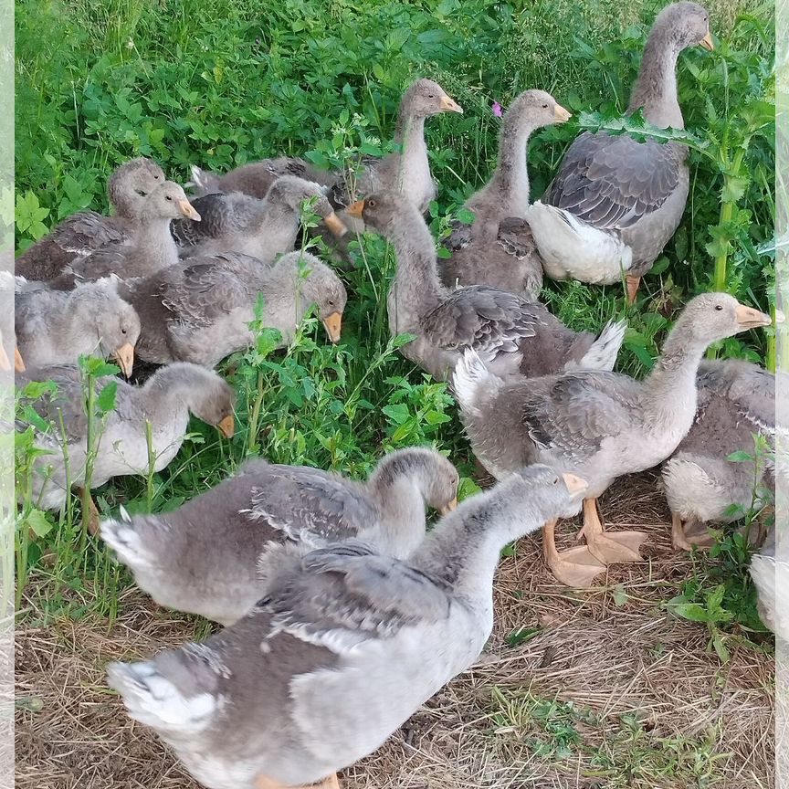 Цыплята гусята утята