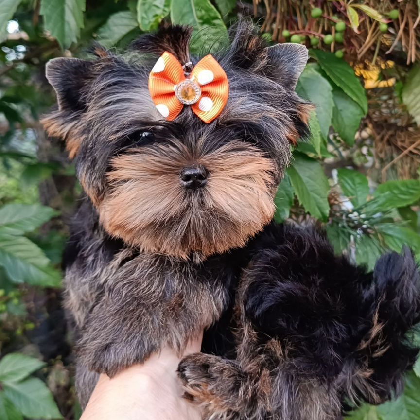 Счастье на ладошке