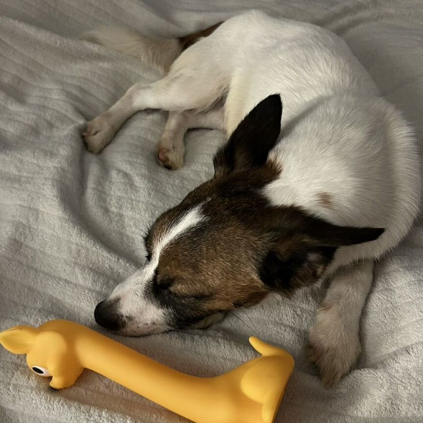 Джек-рассел-терьер, взрослый пёс