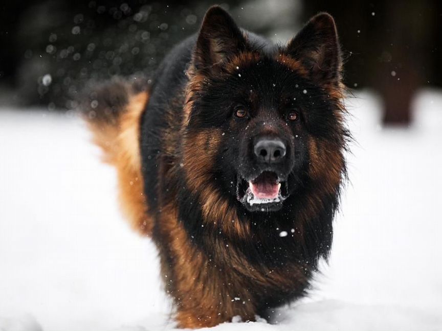 Длинношерстный щенок немецкой овчарки, кобель, РКФ