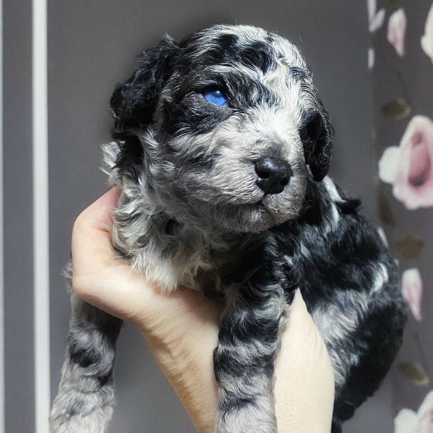 Пудель, щенок