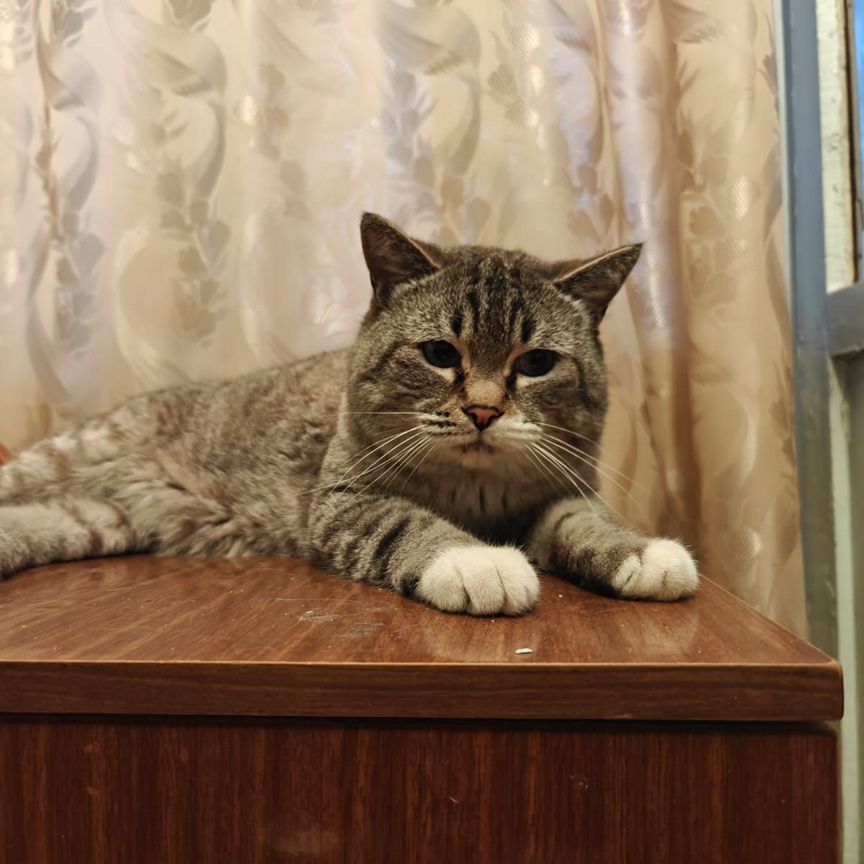 Отдам кота в добрые руки