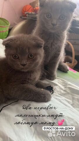 Продаются котята вислоухие шатландцы