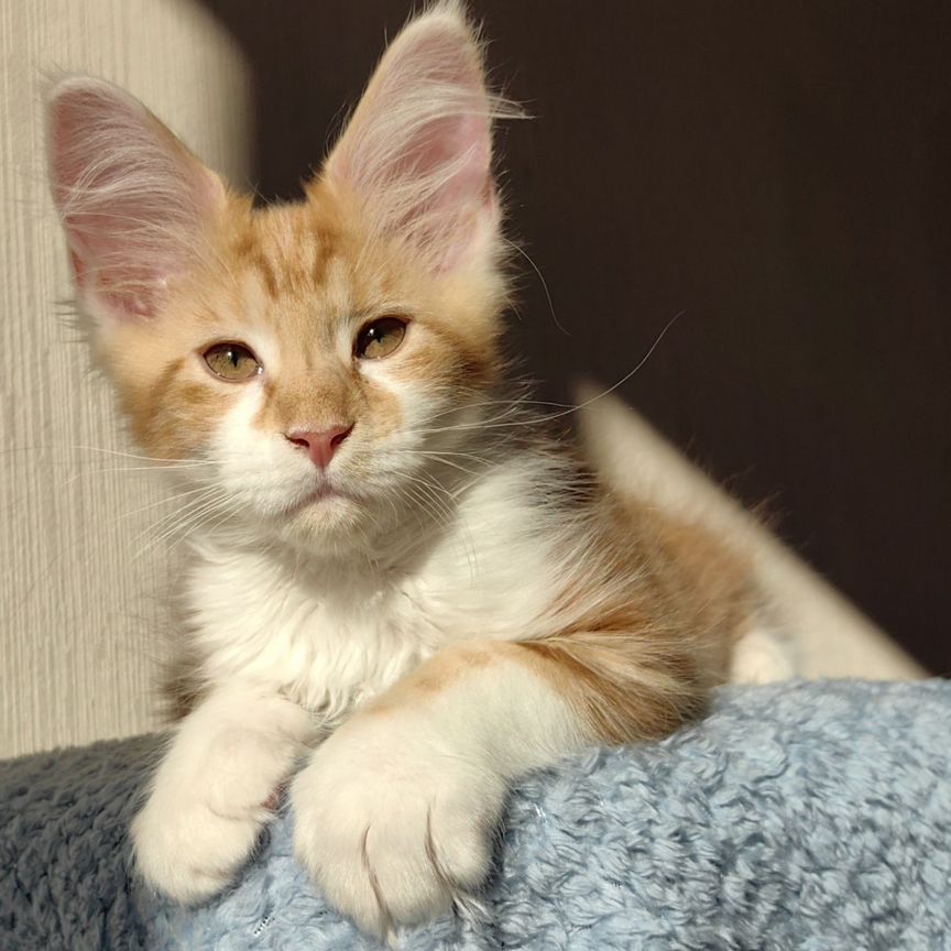 Мейн-кун котёнок