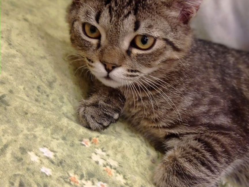 Котик Федор