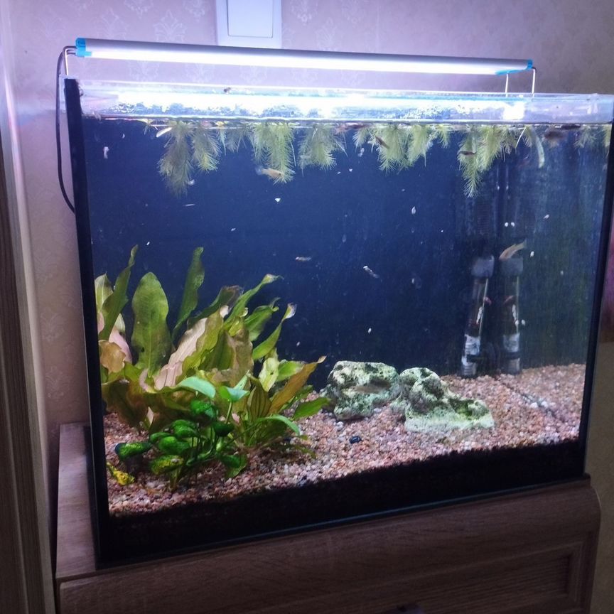 Аквариум с рыбками 50 л