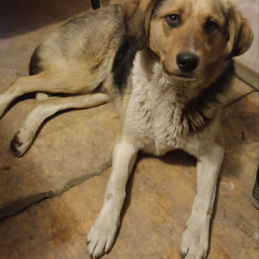 Отдам собаку в добрые руки