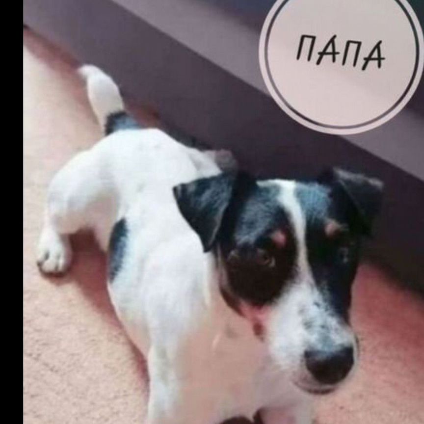 Джек Рассел терьер