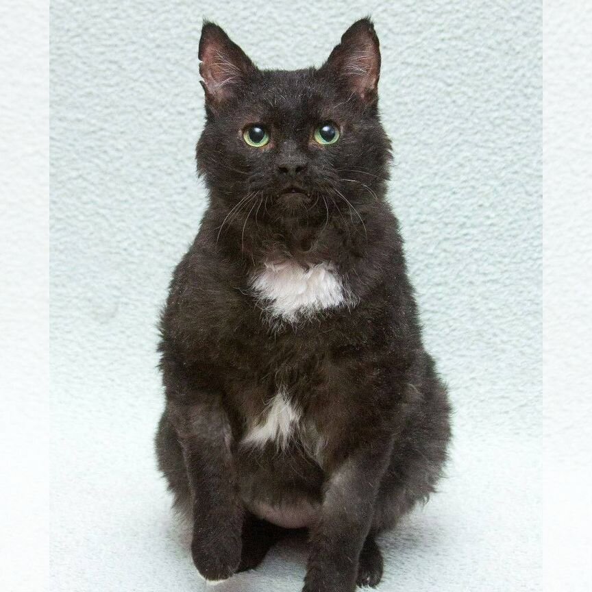 Взрослый кот в добрые руки