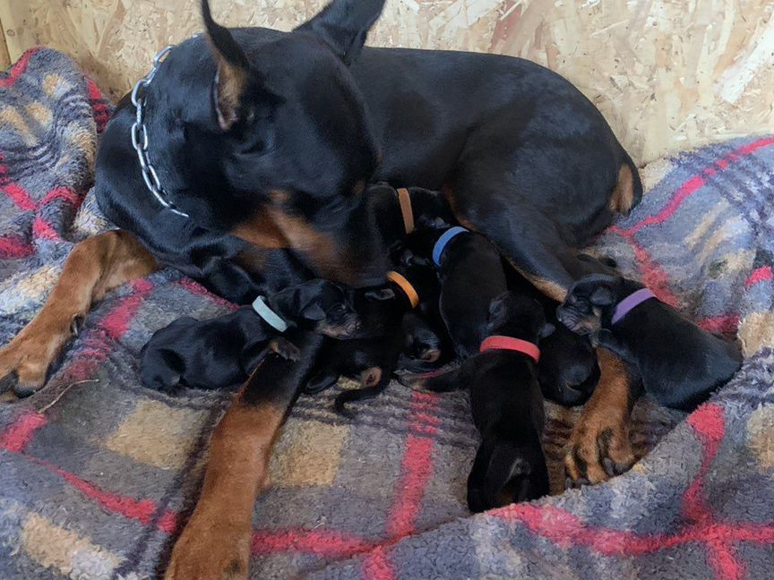 Щенки добермана