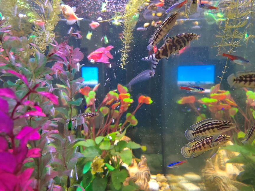 Рыбки аквариумные юлидохромис, пара боция(1 год)