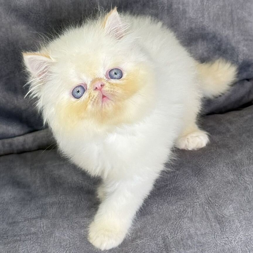 Персидский котёнок