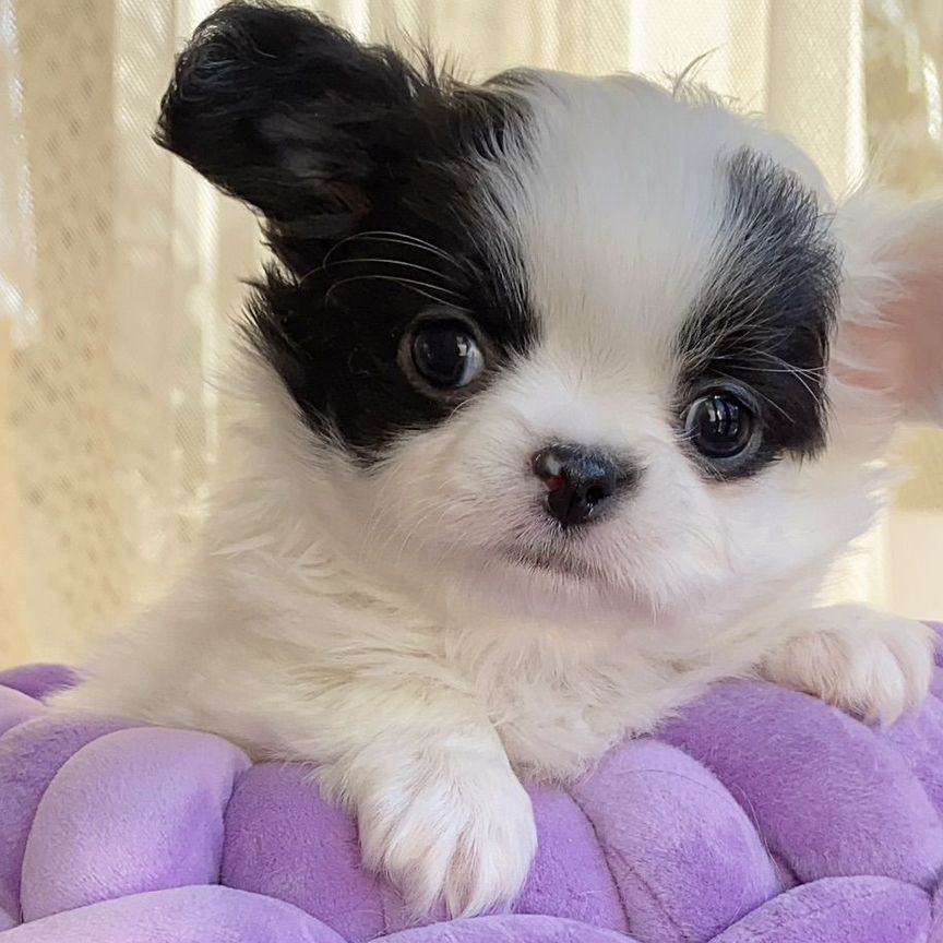 Чихуахуа, щенок