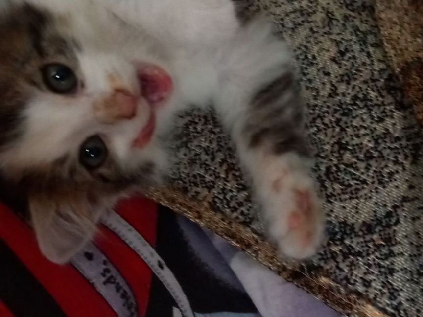Котёночек Метис