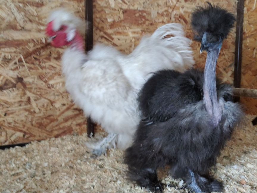 Китайские шёлковые курочки