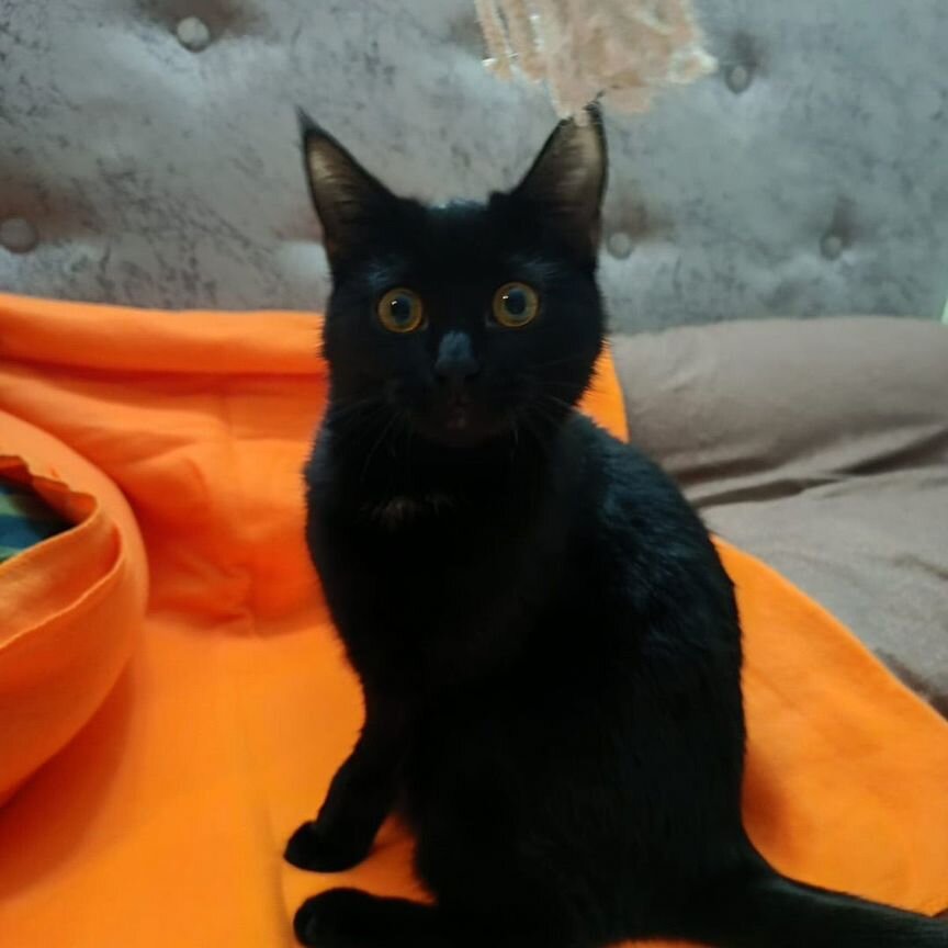 Милашка Тася ждёт хозяина