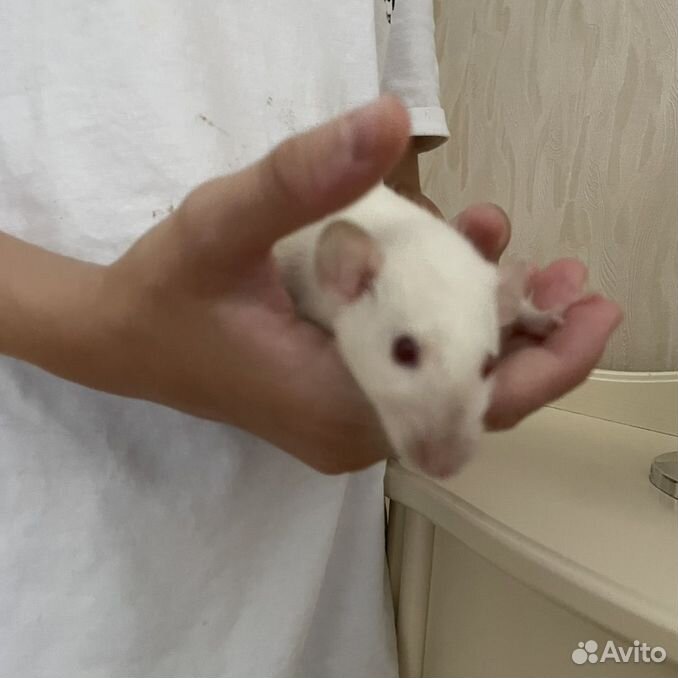 Белая крыса