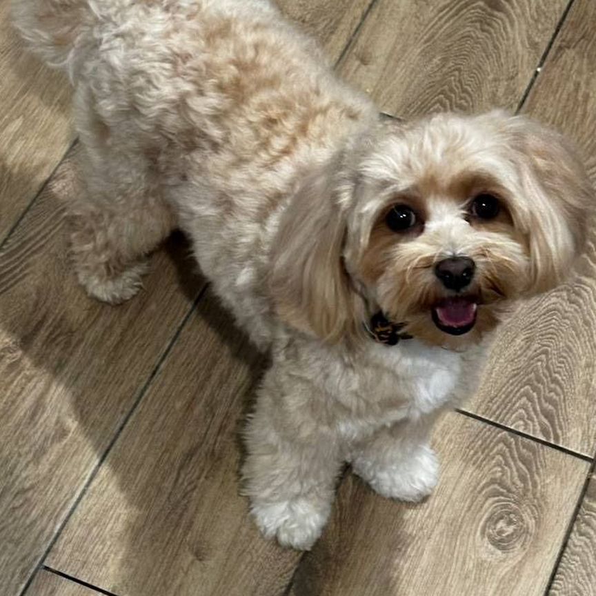 Мальтипу, взрослый пёс