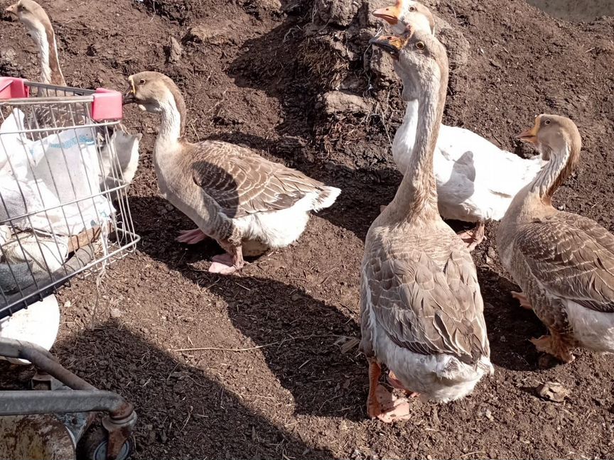 Гуси холмогоры