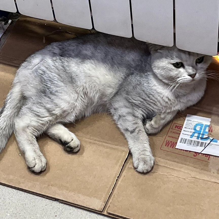 Котик окрас серебристая шиншилла